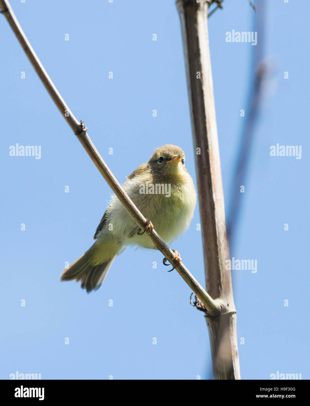 Fledgling uk chaffinch hi-res stock photography and images - Alamy
