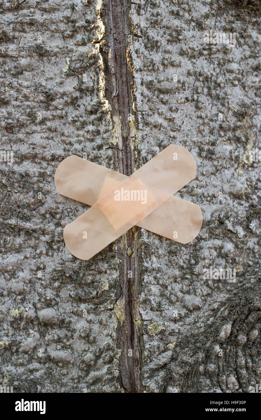 Concept - the problem tree with cracks. Trees care Stock Photo - Alamy