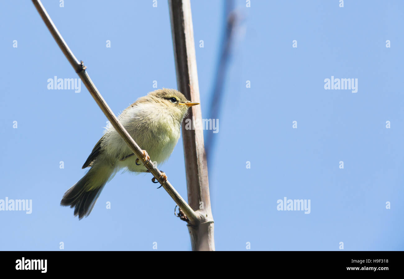Fledgling uk chaffinch hi-res stock photography and images - Alamy