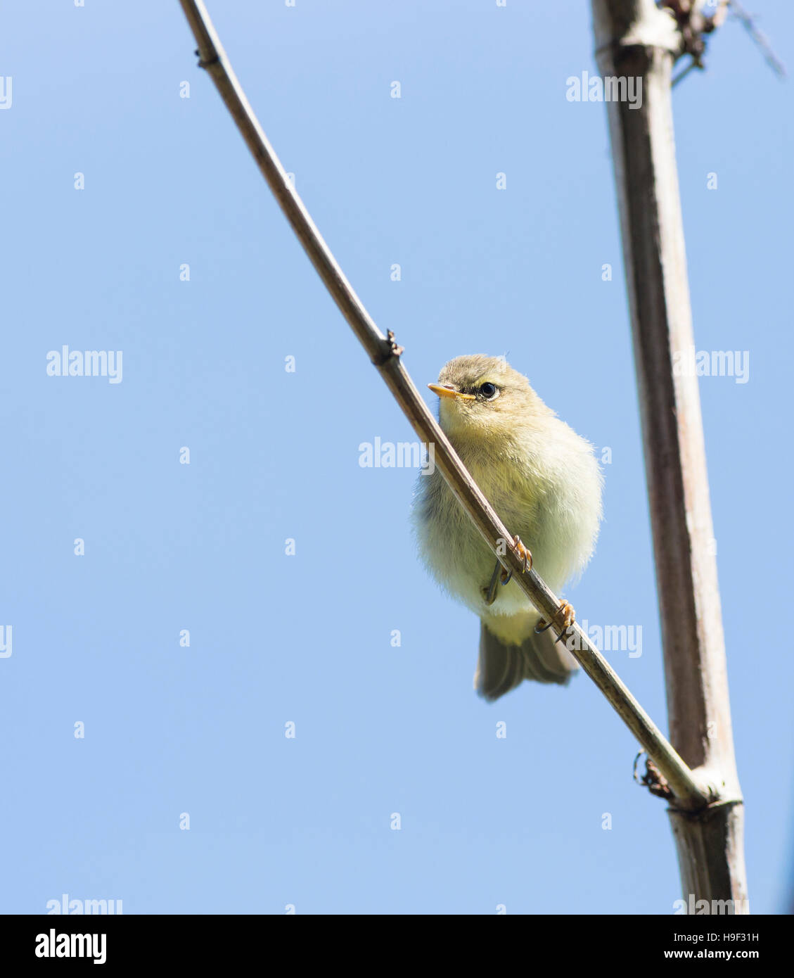 Fledgling uk chaffinch hi-res stock photography and images - Alamy