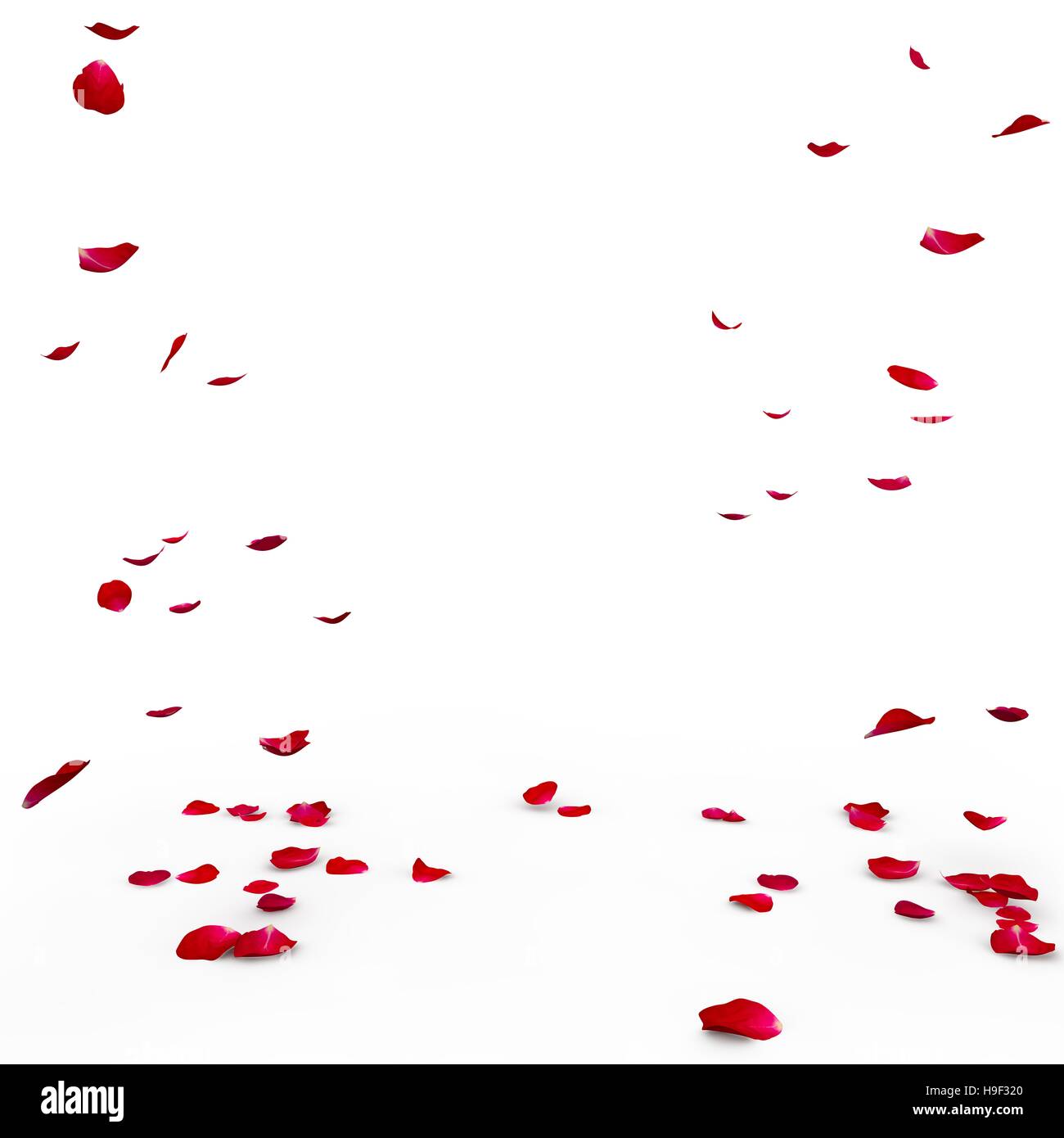 Red rose petals are flying to the floor. Isolated background. 3D Render ...