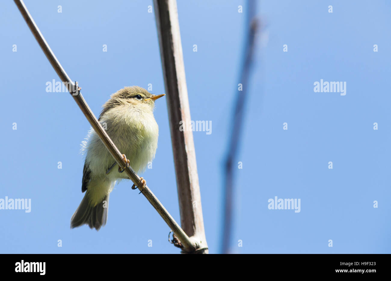 chaffinch fledgling perched on twig Stock Photo - Alamy