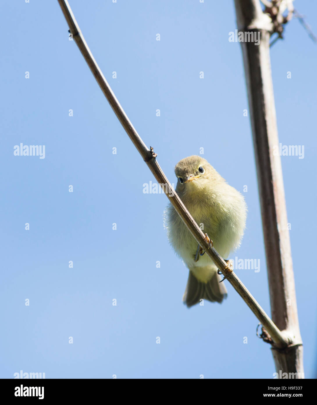 Fledgling uk chaffinch hi-res stock photography and images - Alamy
