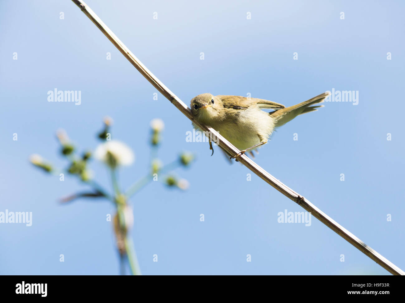 Fledgling uk chaffinch hi-res stock photography and images - Alamy
