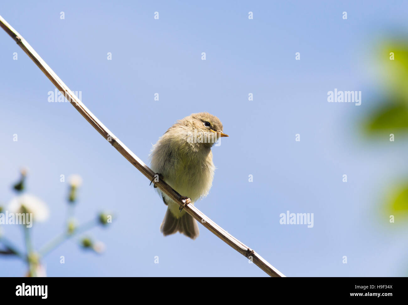 chaffinch fledgling perched on twig Stock Photo - Alamy