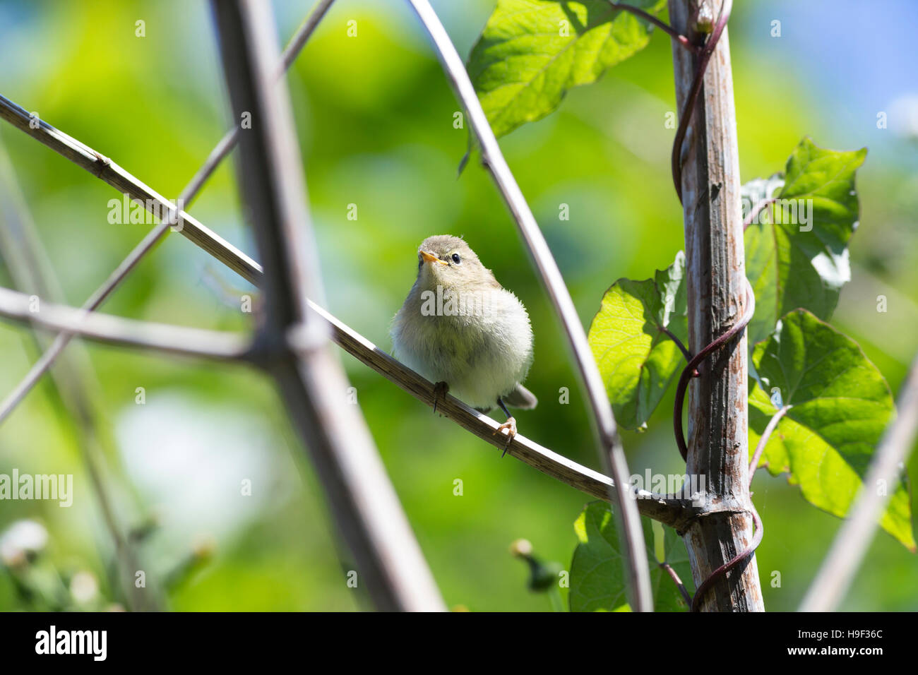 Fledgling uk chaffinch hi-res stock photography and images - Alamy