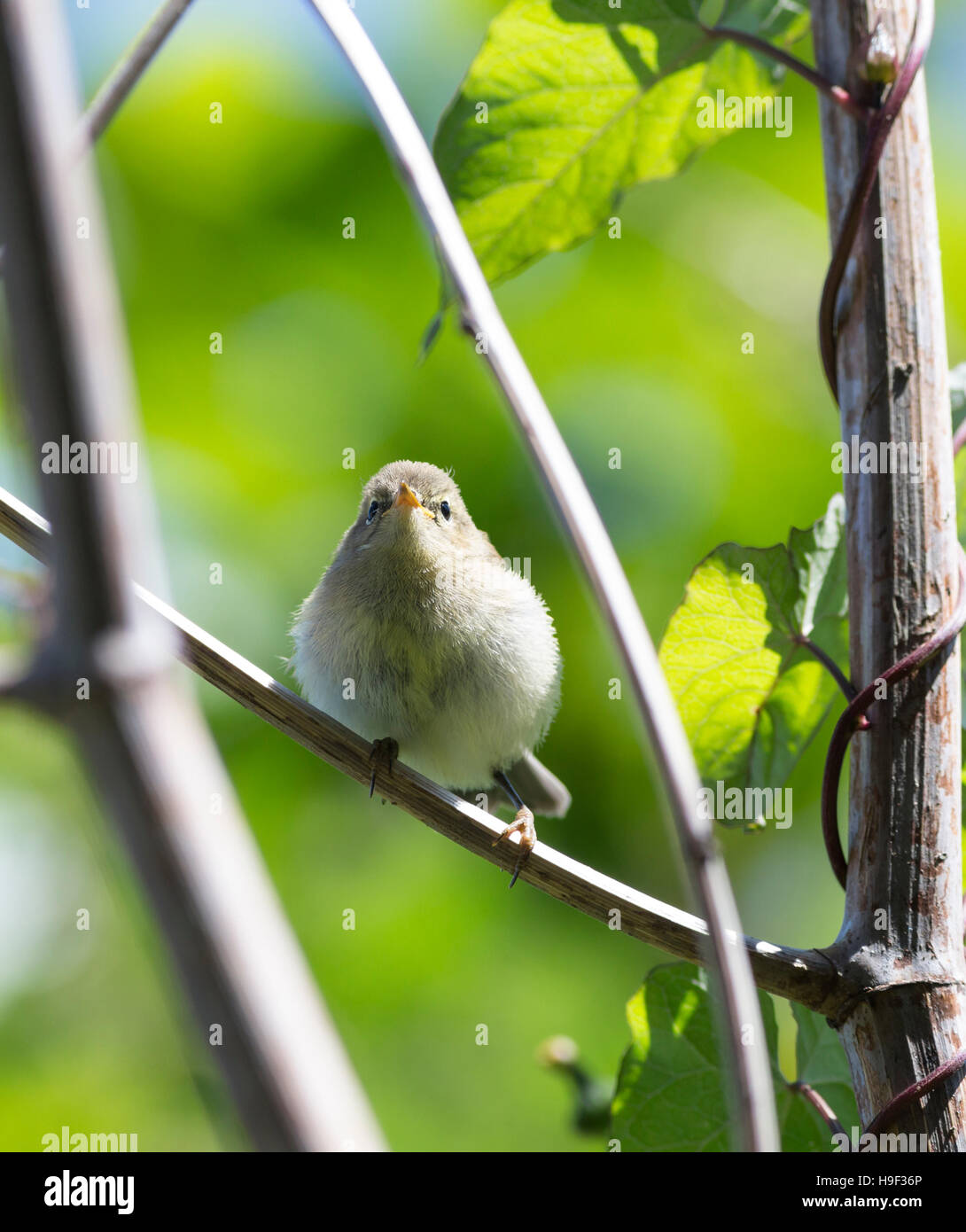 chiffchaff juvenile fledgling perched on twig Stock Photo - Alamy