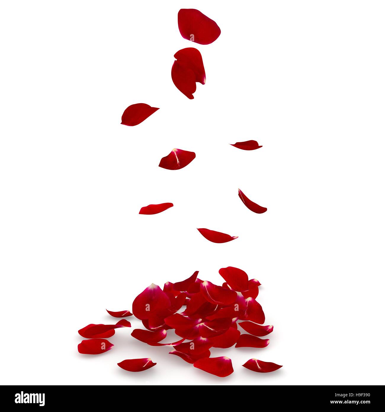 Petals dark red rose flying on the floor. Isolated background. 3D ...
