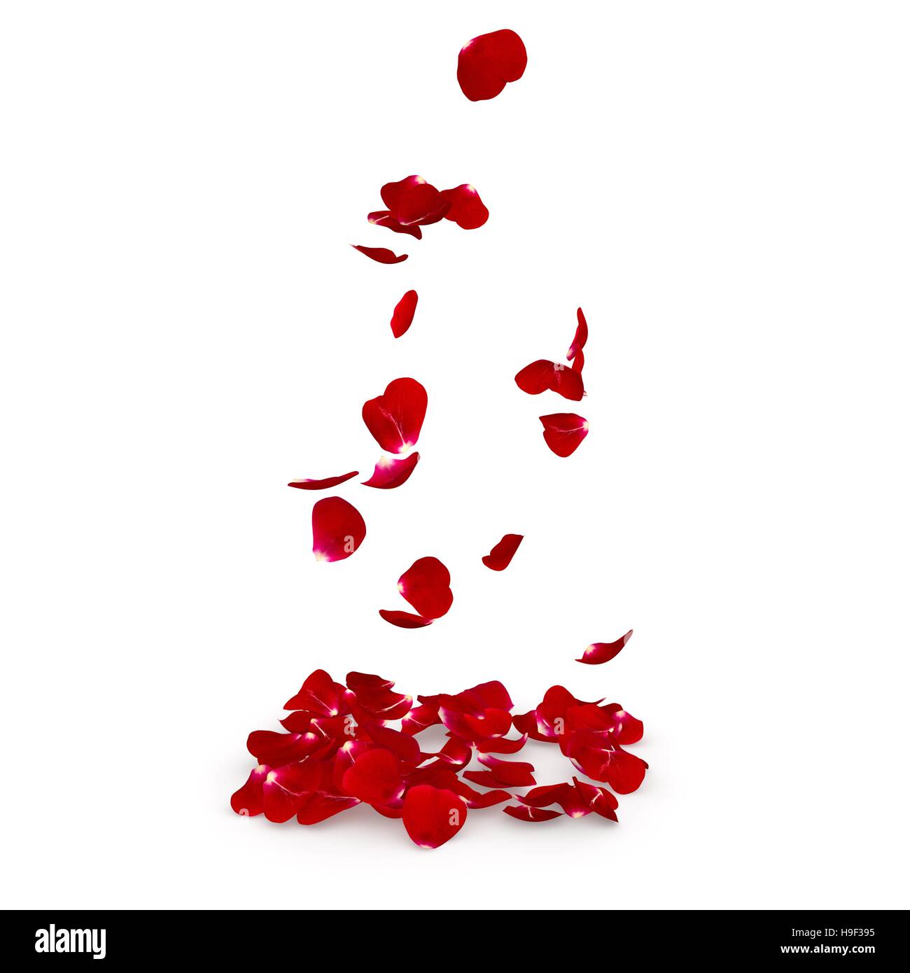 Petals dark red rose flying on the floor. Isolated background. 3D ...