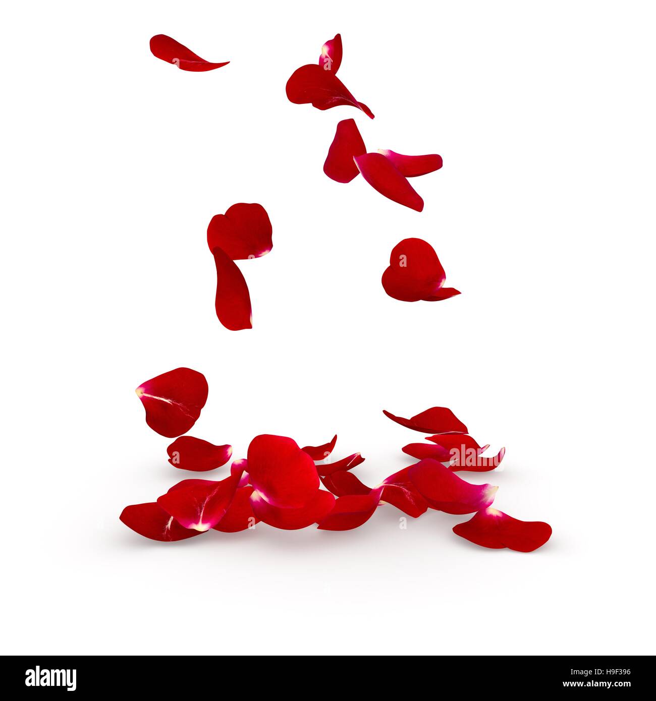 Petals dark red rose flying on the floor. Isolated background. 3D ...