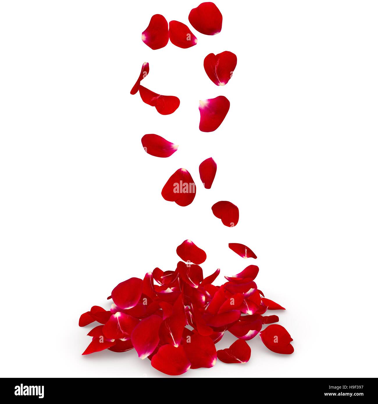 Petals dark red rose flying on the floor. Isolated background. 3D ...