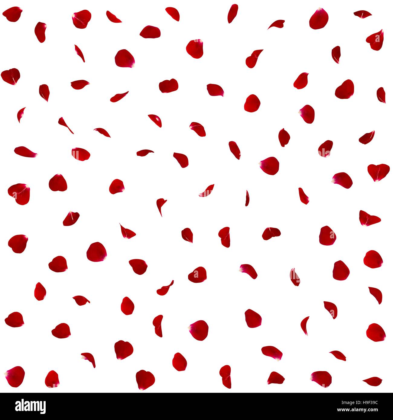 Seamless texture of dark red rose petals. Isolated background. 3D ...