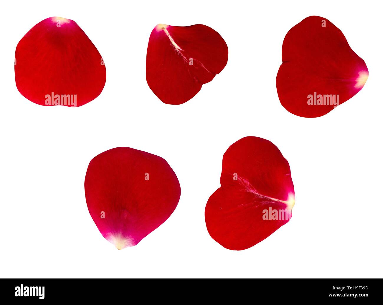 The set of petals of dark red roses. Isolated background Stock Photo ...