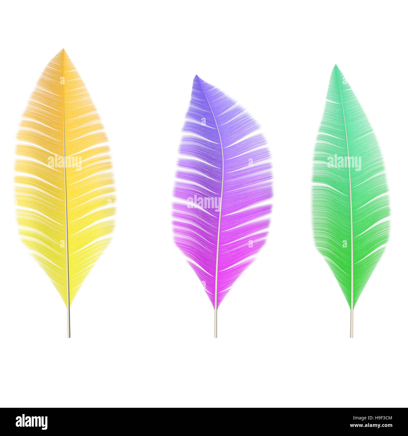 A collection of colored feathers isolated on white background Stock ...