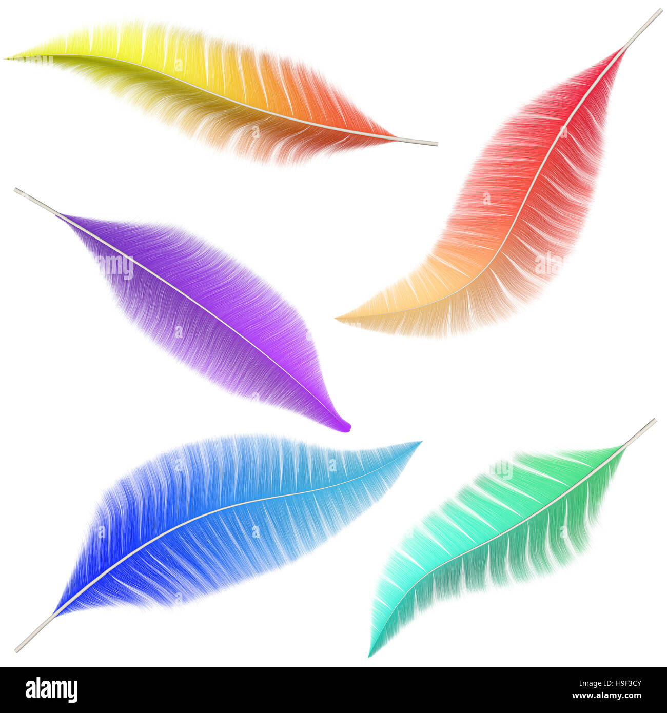 A collection of colored feathers isolated on white background Stock ...