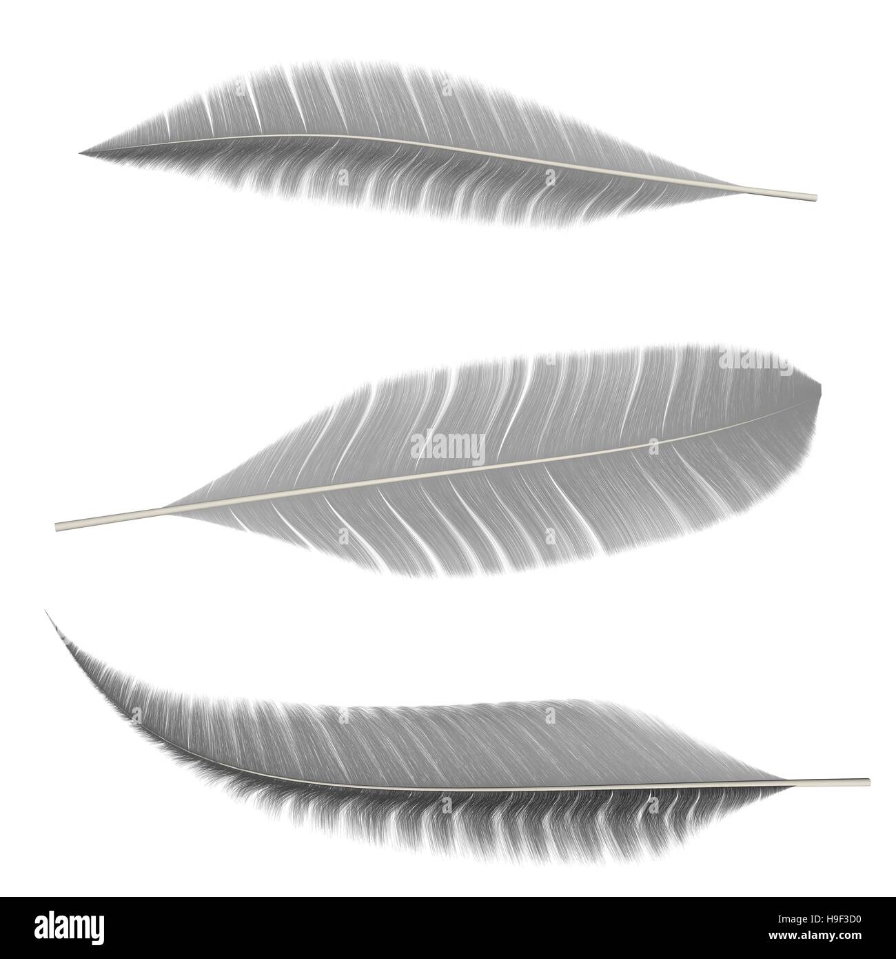 Collection of gray feathers of birds on an isolated white background ...