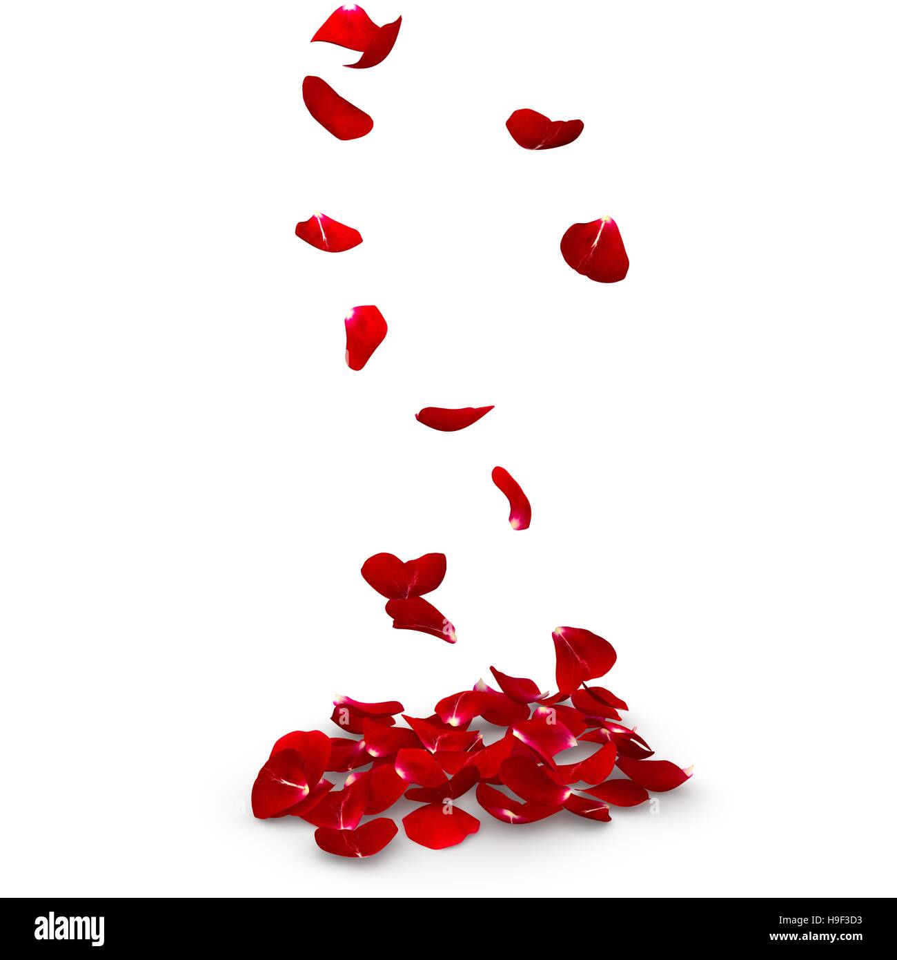 Rose petals fall to the floor. Isolated background. 3D render Stock ...