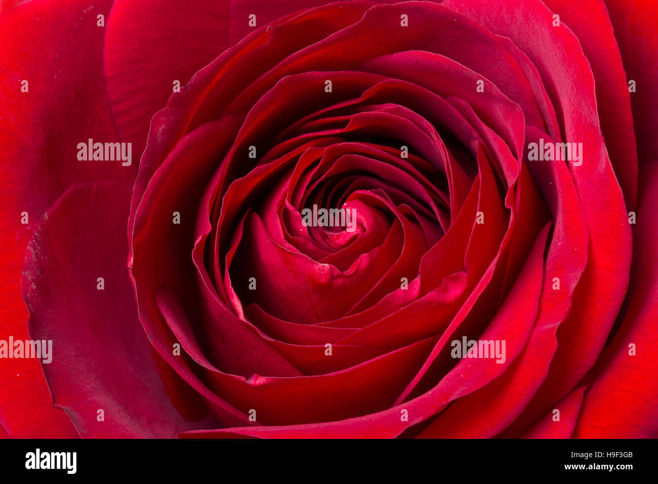 Background of dark red rose in macro scale Stock Photo - Alamy