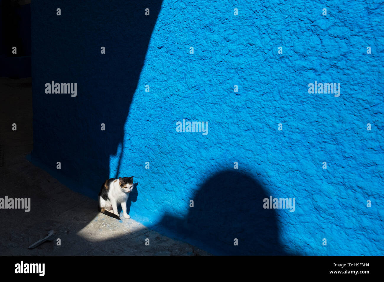 Morocco, Tangier, cat Stock Photo - Alamy