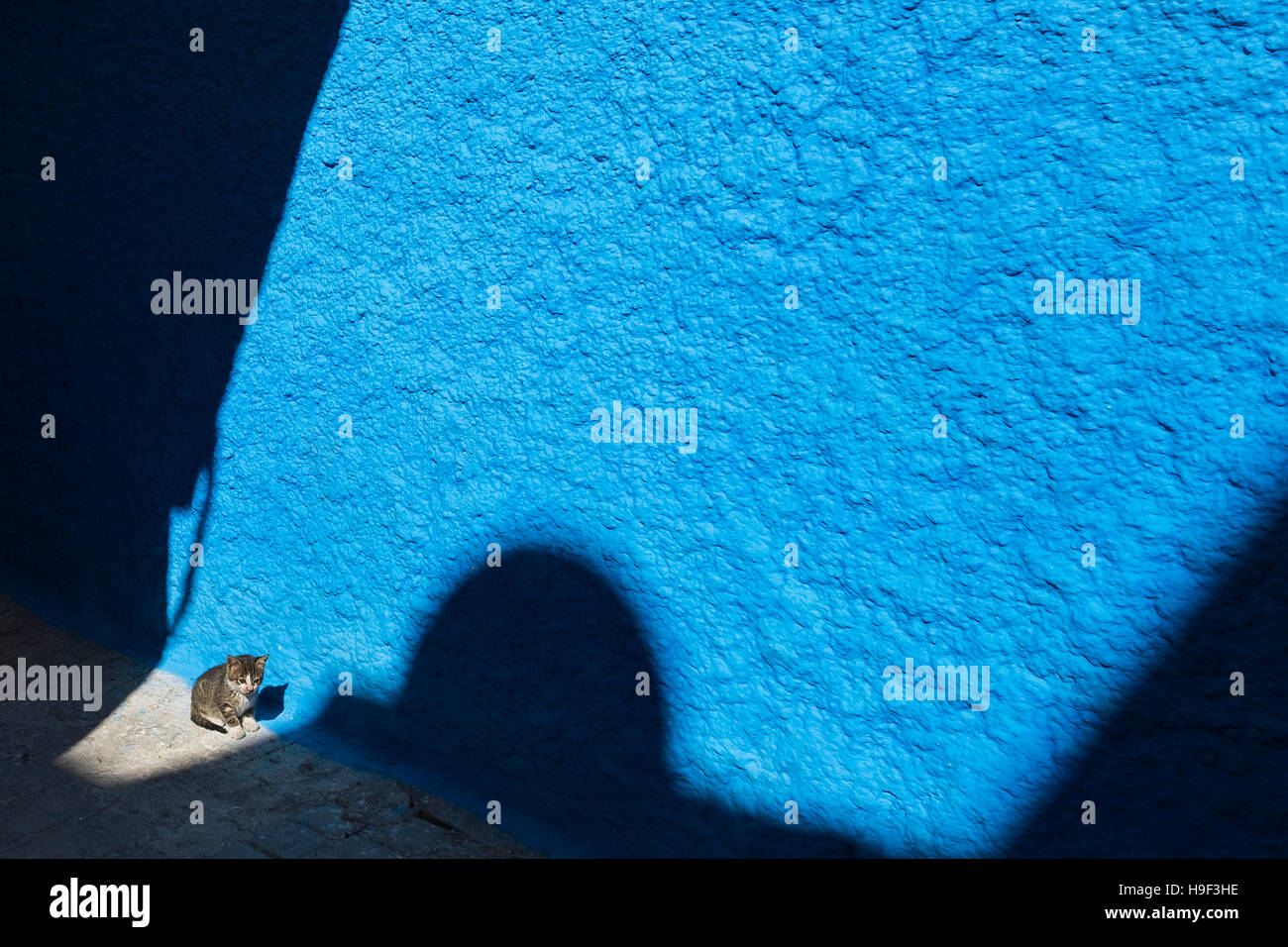 Morocco, Tangier, cat Stock Photo - Alamy