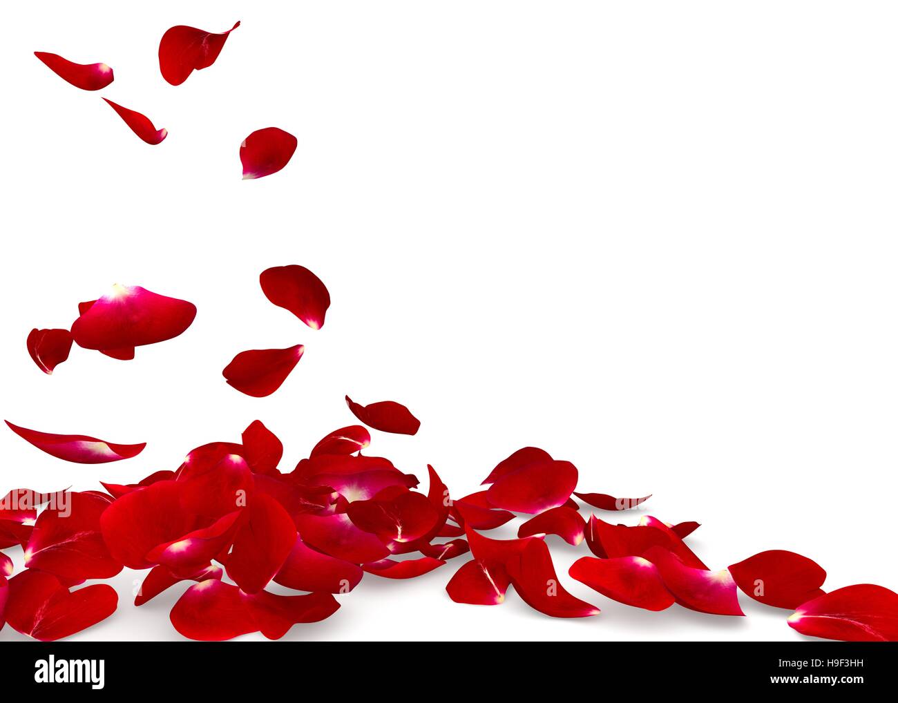 Rose petals fall to the floor. Isolated background. 3D render Stock ...