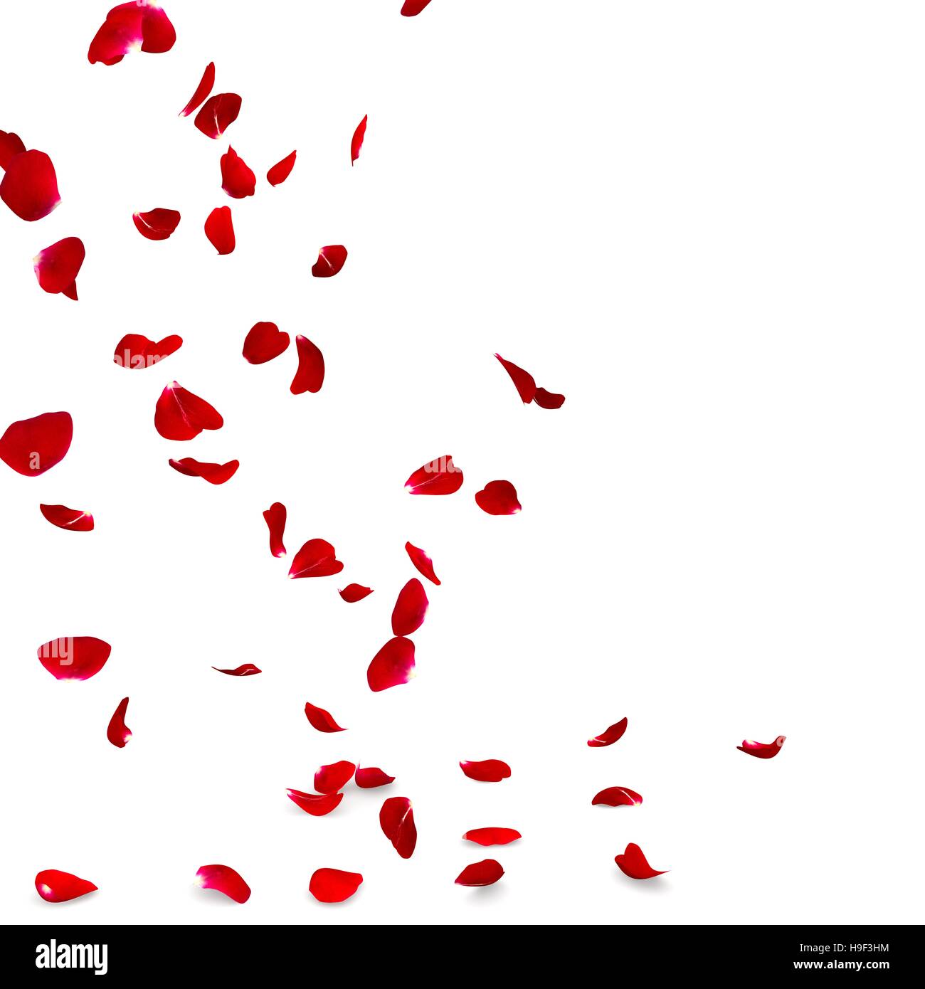 Rose petals fall to the floor. Isolated background. 3D render Stock ...