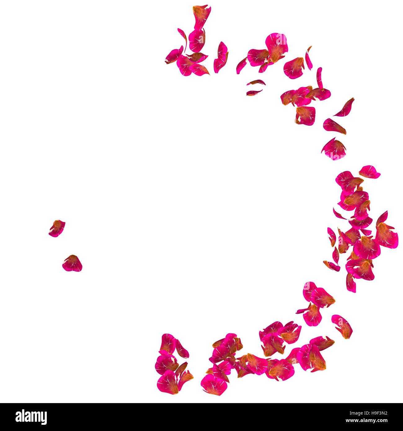 The spotted petals of roses are flying in a circle on isolated white ...