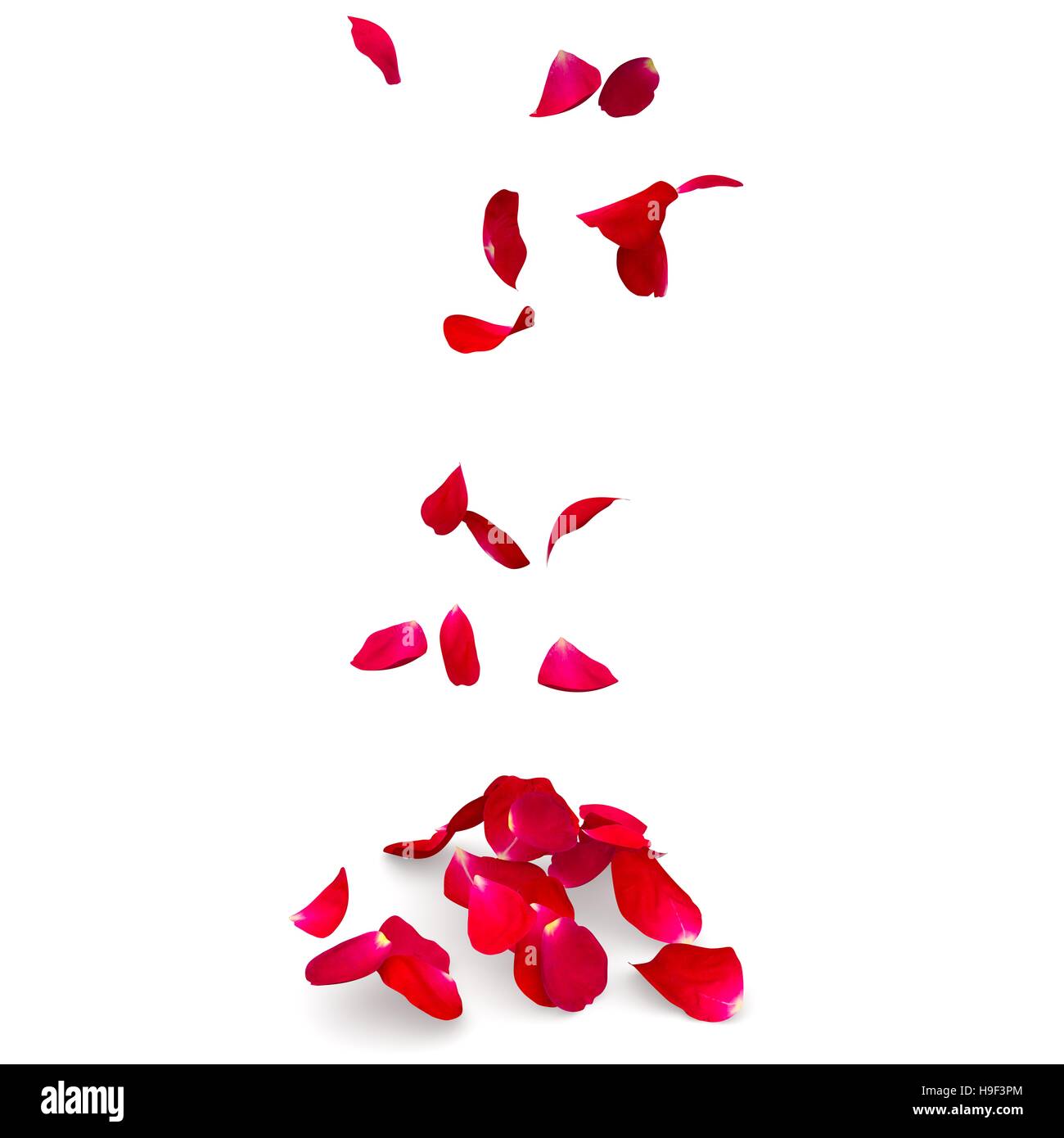 Rose petals fall to the floor. Isolated background Stock Photo - Alamy