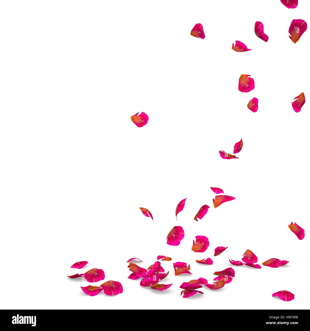 Ribbed rose flying to the floor on an isolated white background Stock ...