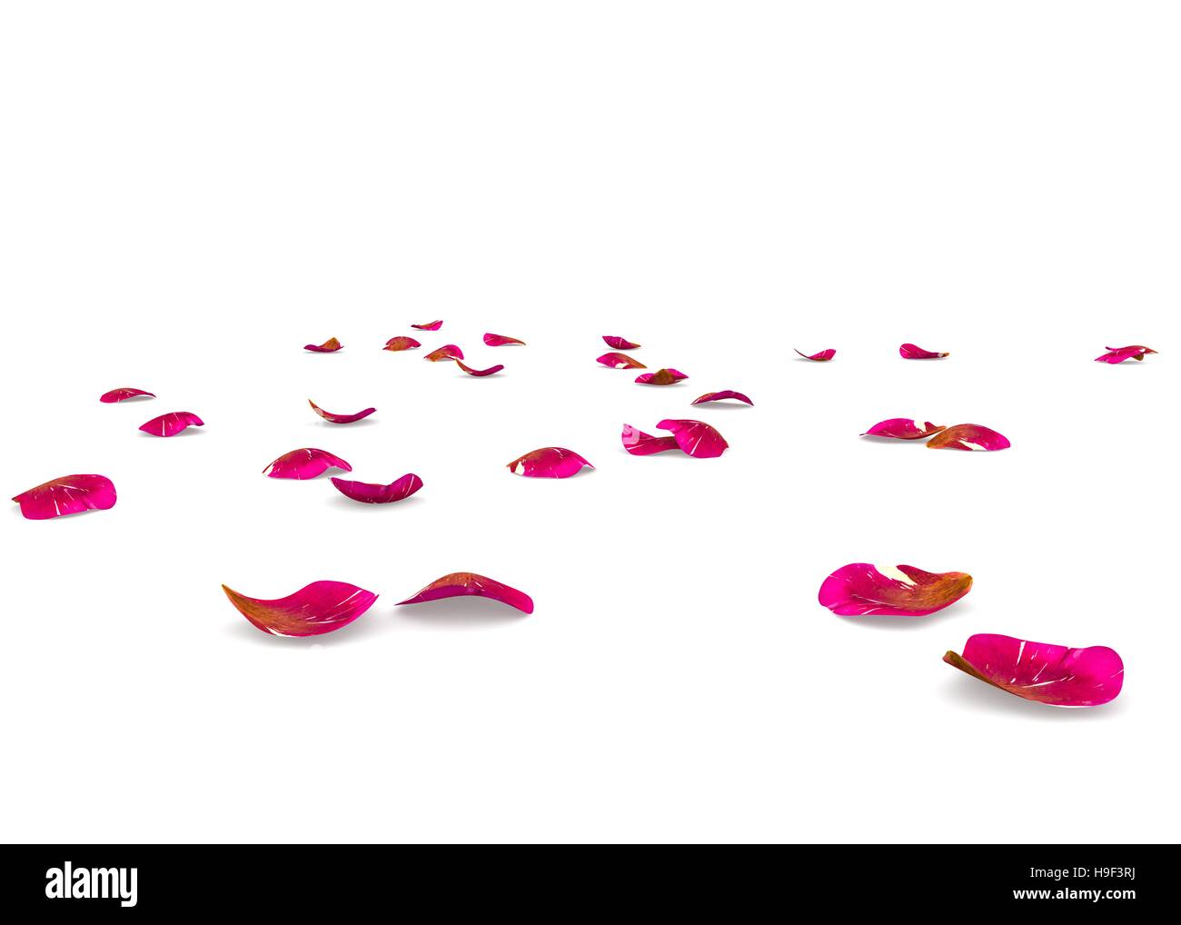 The ribbed rose petals lying on the floor. White isolated background ...