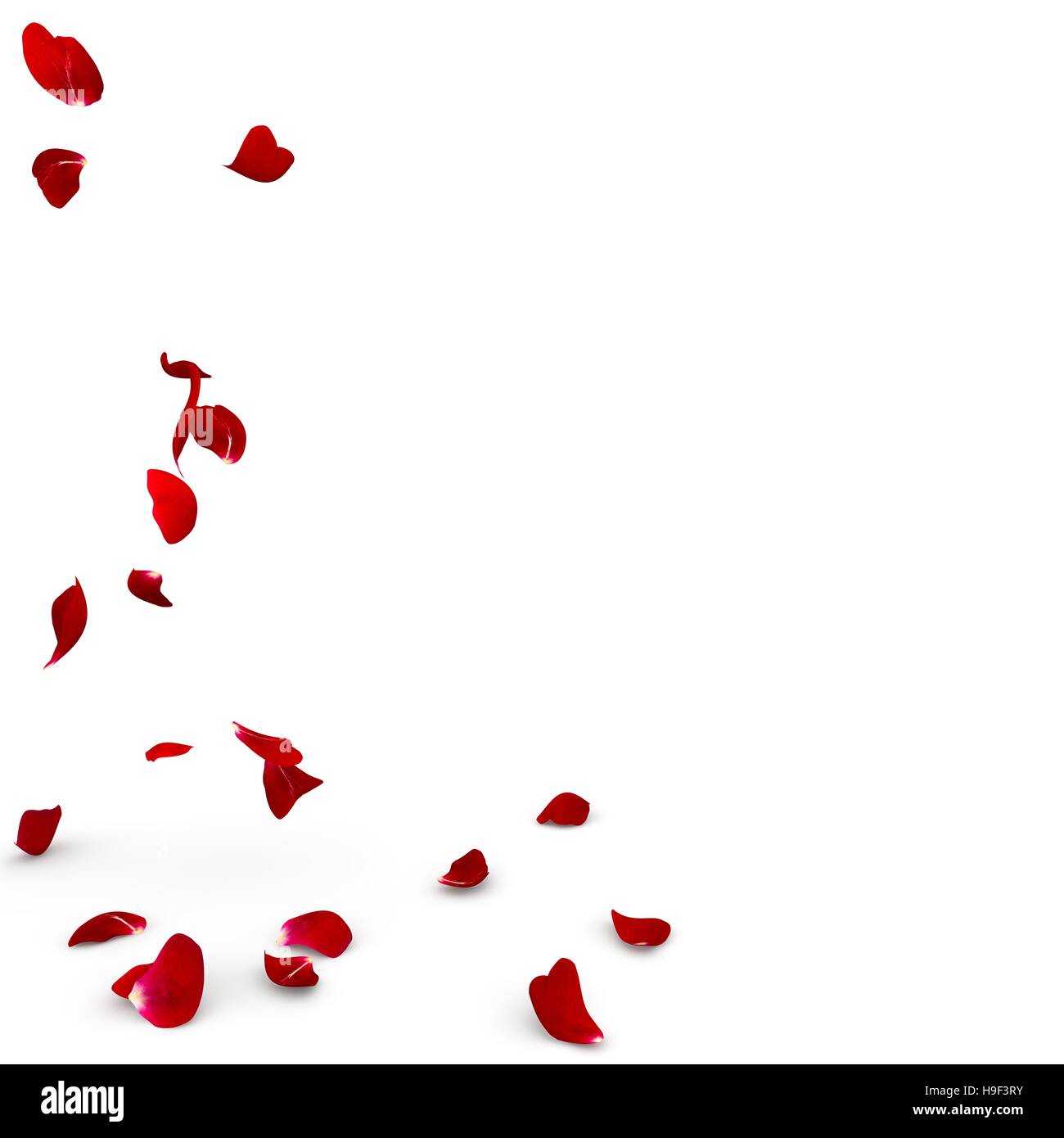 Rose petals fall to the floor. Isolated background Stock Photo - Alamy