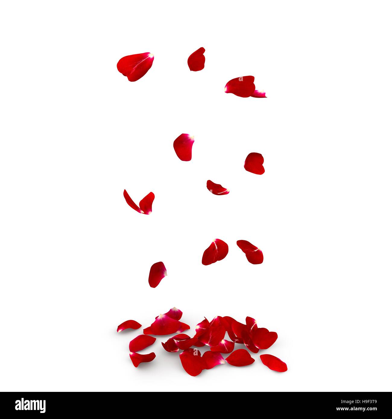 Rose petals fall to the floor. Isolated background Stock Photo - Alamy