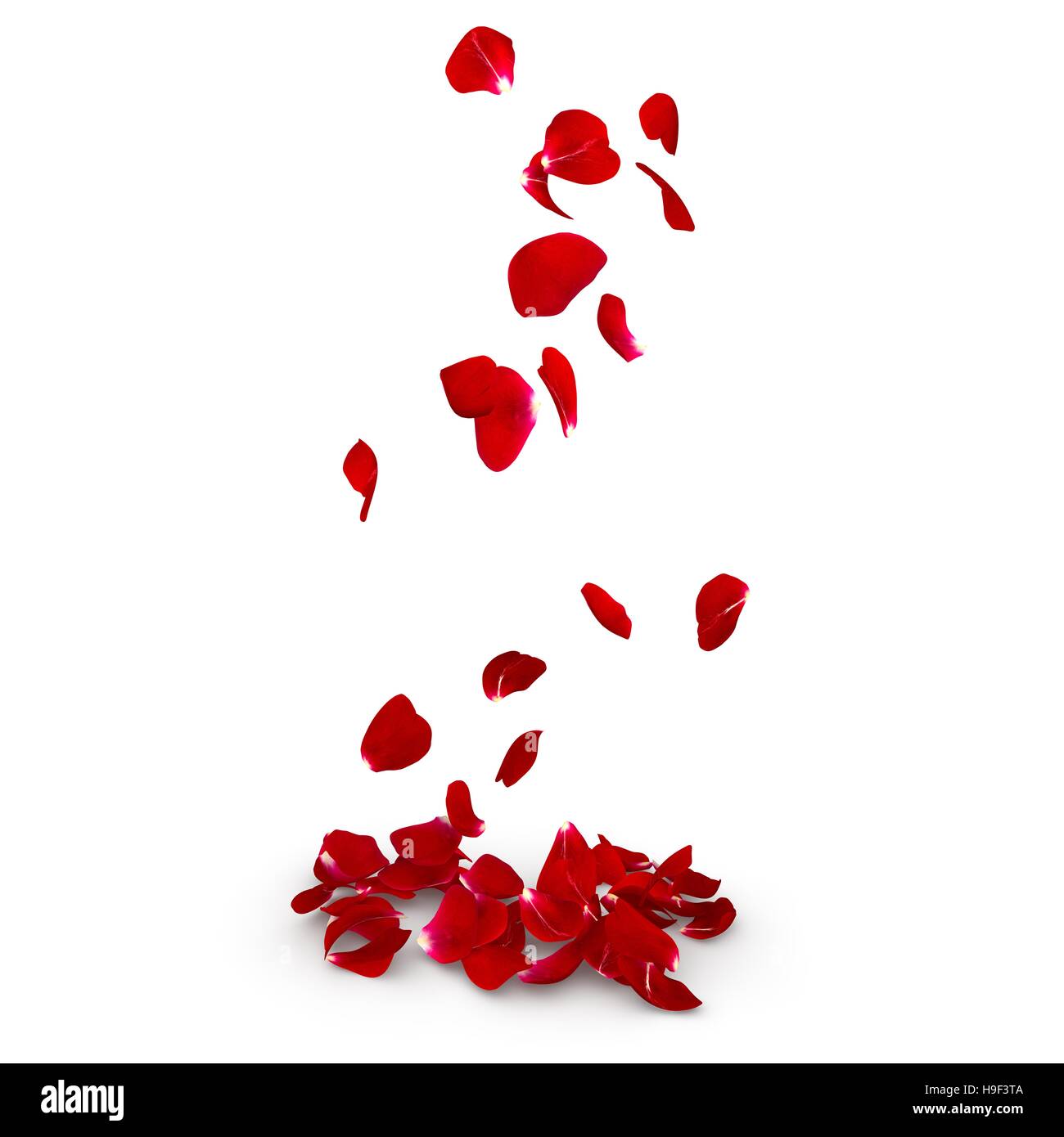 Rose petals fall to the floor. Isolated background Stock Photo - Alamy