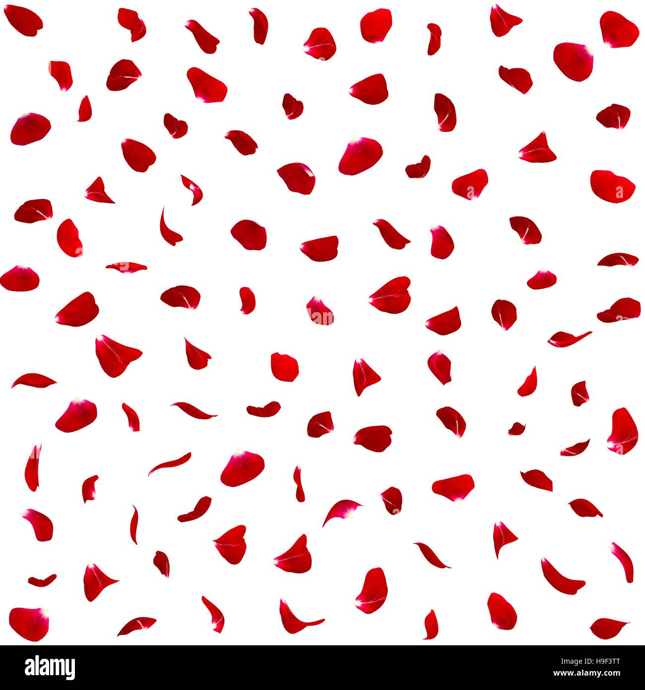 Seamless texture of dark red rose petals. Isolated background Stock ...