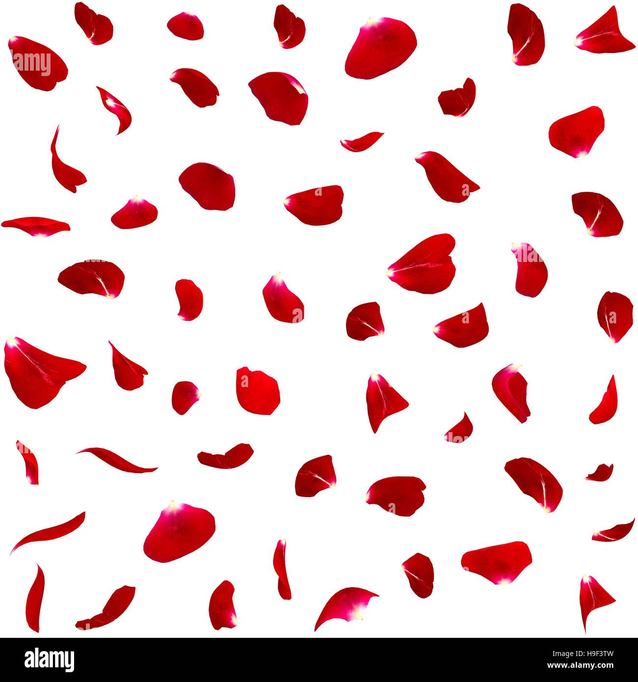 Seamless texture of dark red rose petals. Isolated background Stock ...