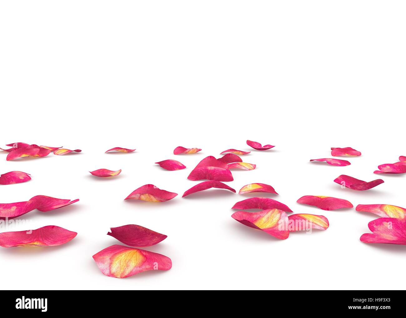Red rose petals scattered on the floor. White isolated background Stock ...