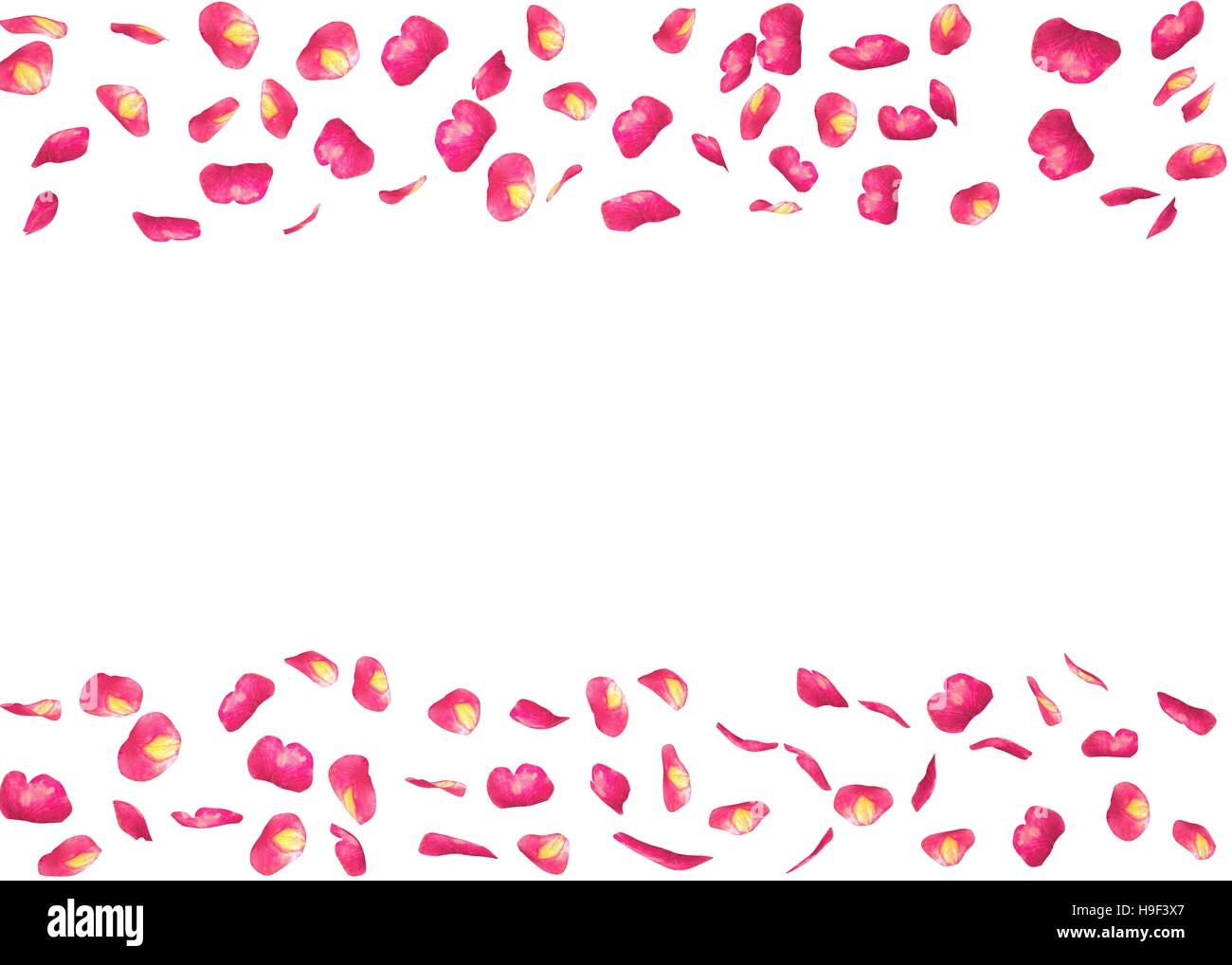 Postcard from flying petals of roses. Isolated white background Stock ...