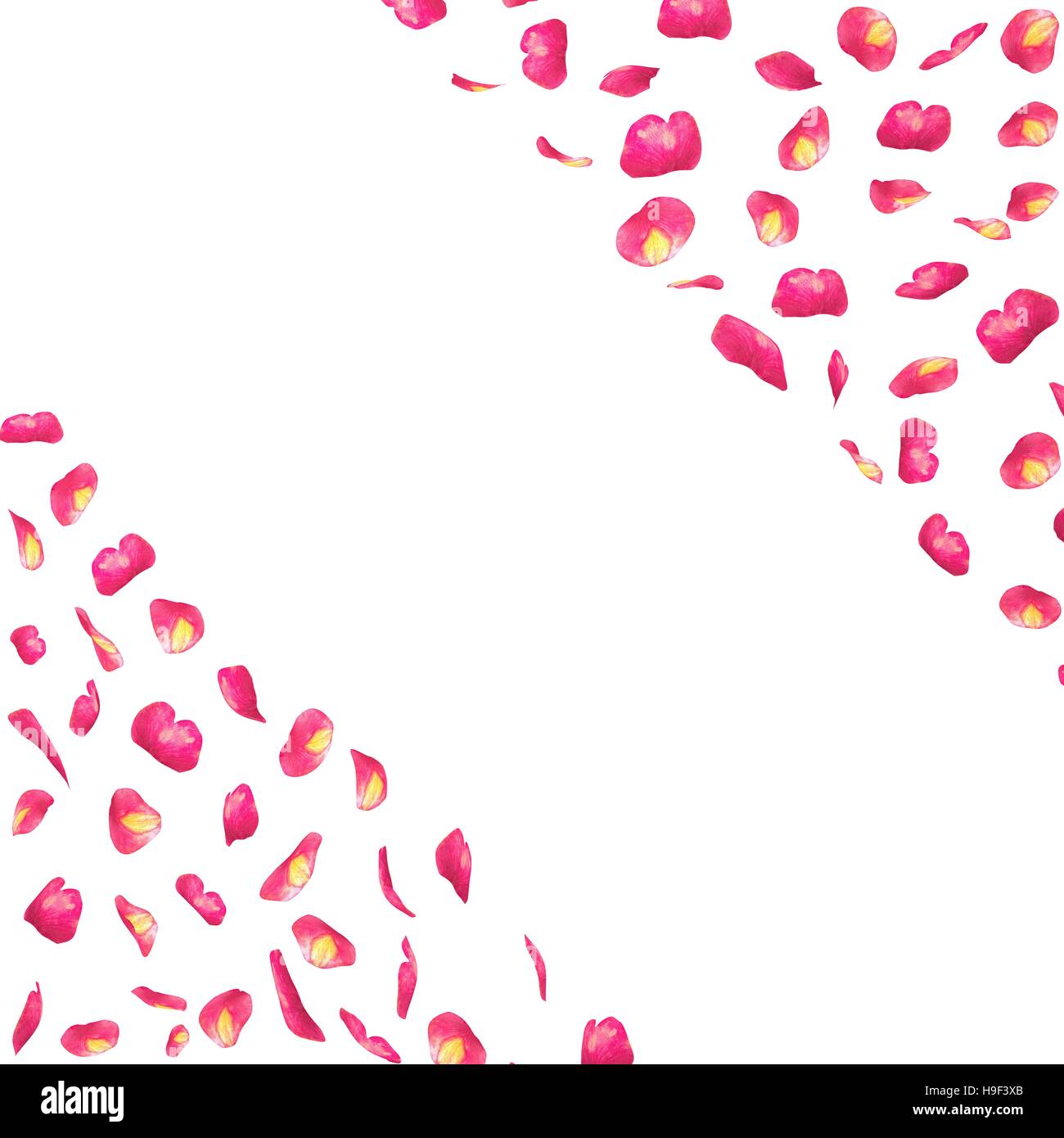 Postcard from flying petals of roses. Isolated white background Stock ...