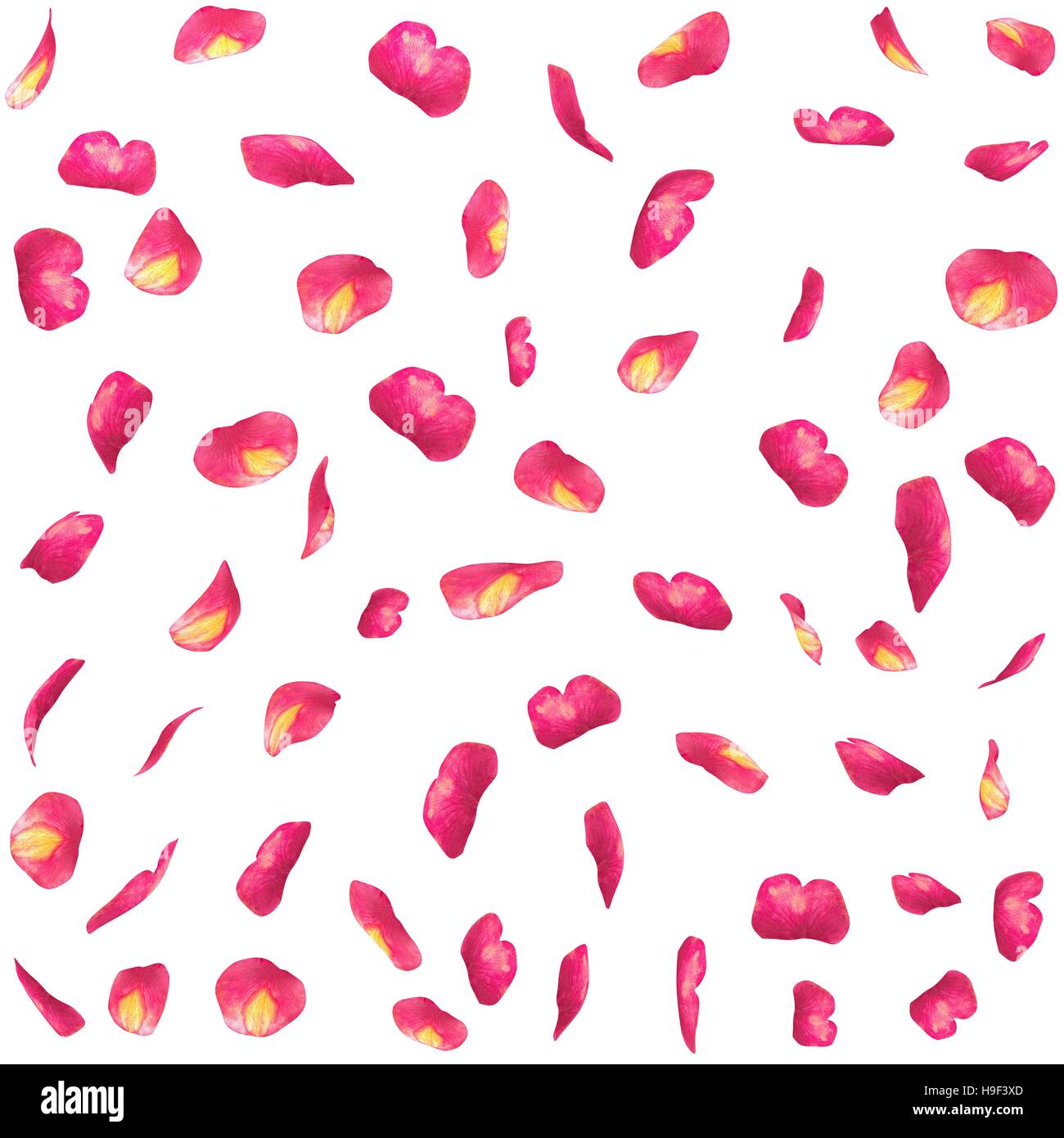 Seamless texture of rose petals ribbed. Isolated white background Stock ...