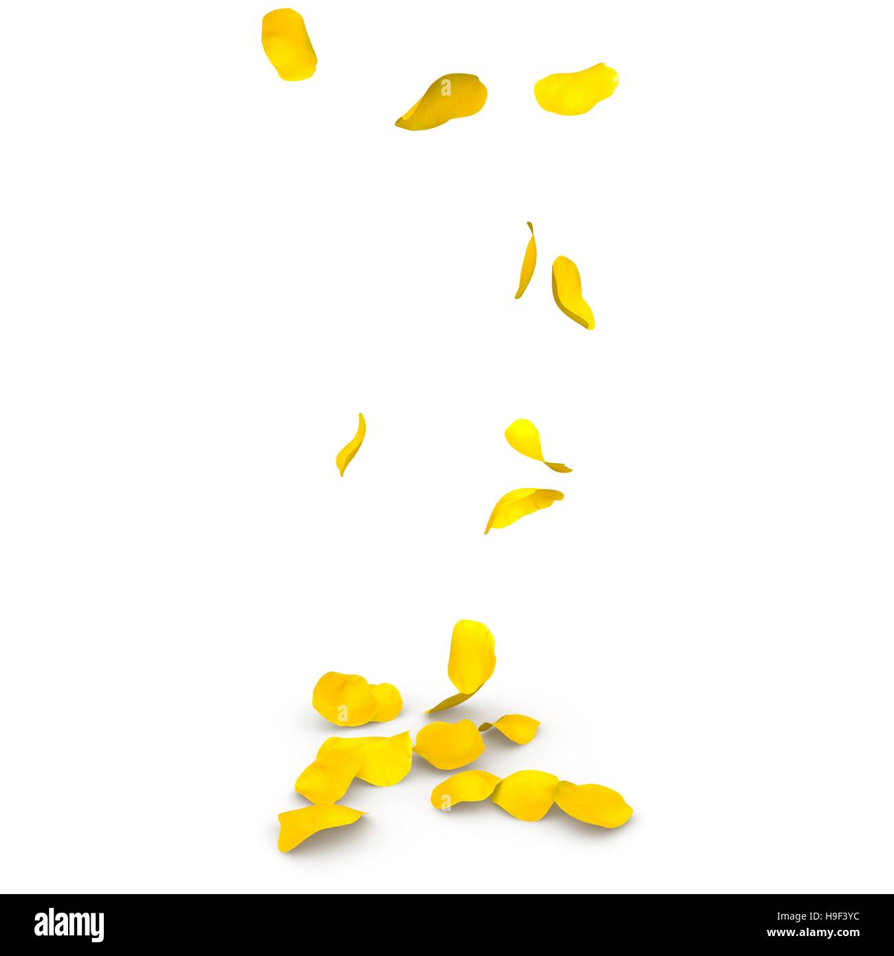 Yellow rose petals flying on the floor. Isolated white background Stock ...