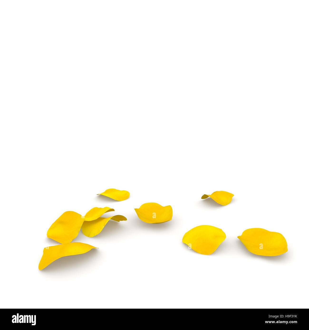 Yellow rose petals flying on the floor. Isolated white background Stock ...