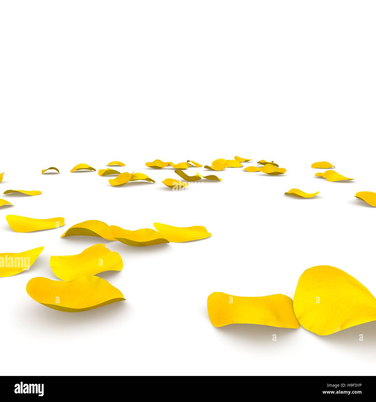 Yellow rose petals flying on the floor. Isolated white background Stock ...