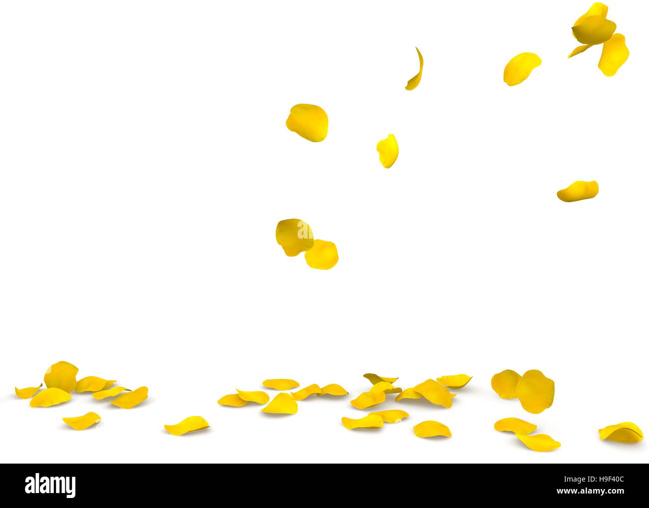 Yellow rose petals flying on the floor. Isolated white background Stock ...