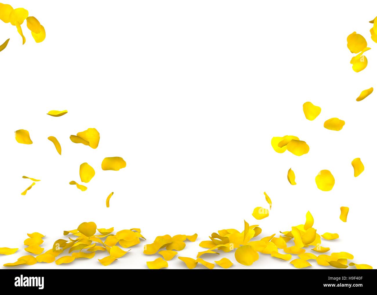 Yellow rose petals flying on the floor. Isolated white background Stock ...