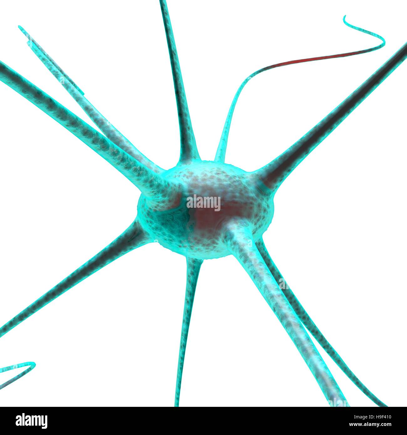 Nerve cell in the human body on a white isolated background. Macro ...