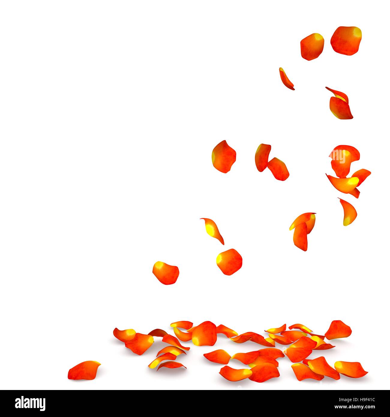 Orange rose petals flying on the floor. Isolated white background Stock ...