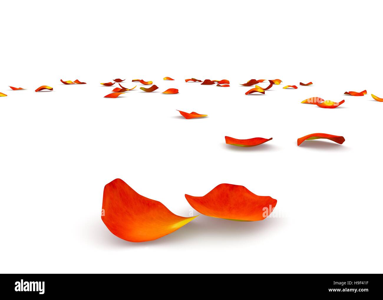 Orange rose petals flying on the floor. Isolated white background Stock ...