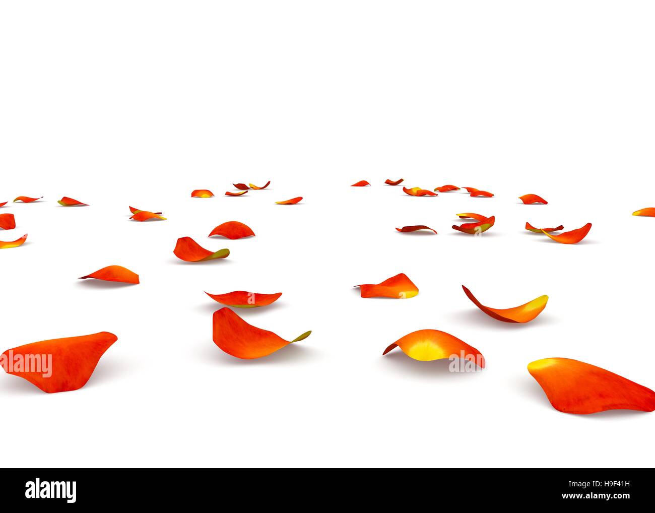 Orange rose petals flying on the floor. Isolated white background Stock ...
