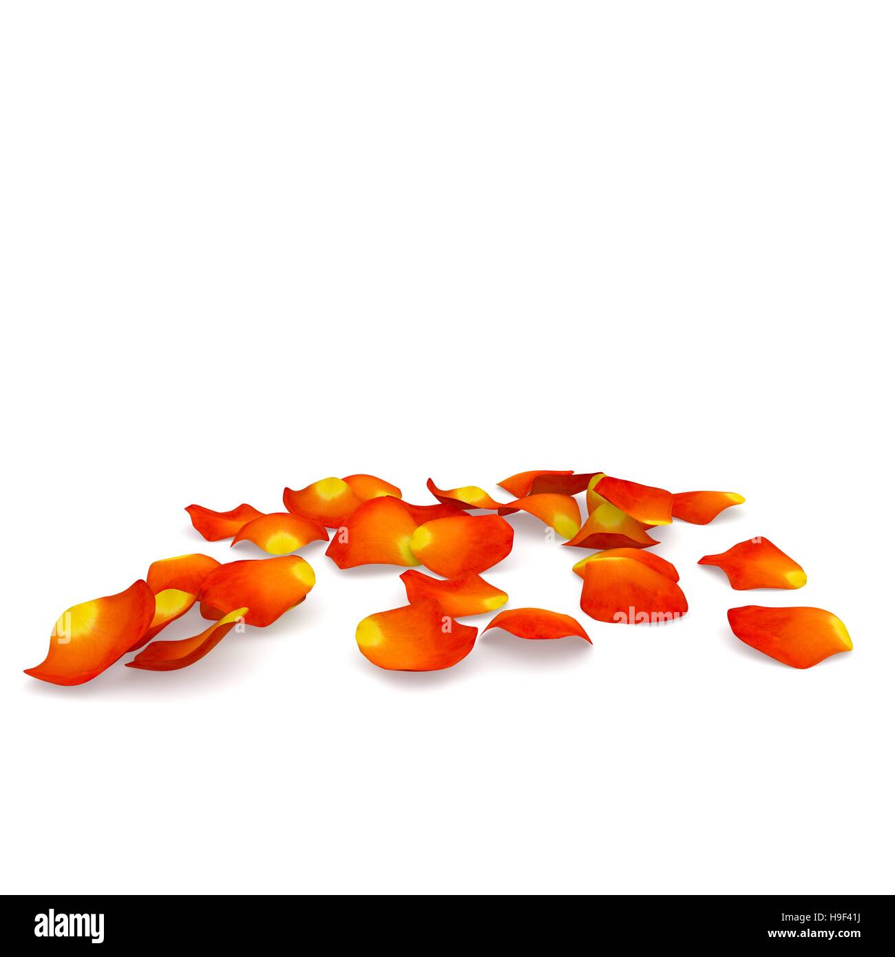 Orange rose petals flying on the floor. Isolated white background Stock ...