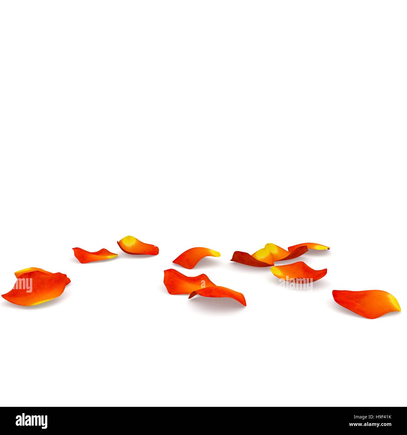 Orange rose petals flying on the floor. Isolated white background Stock ...